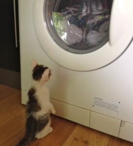 30 Hilarious Cat Pics That Are Next to Impossible Not to Laugh At