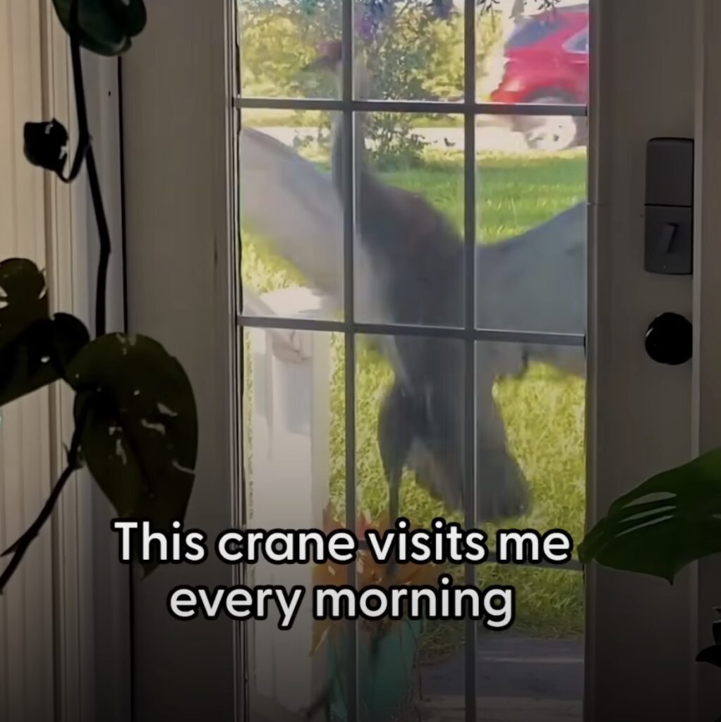 Crane knocks on human best friend’s door to introduce her to his family