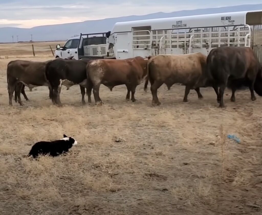 4 Cattle dogs work together to load “bucking bulls” onto trailer and ...