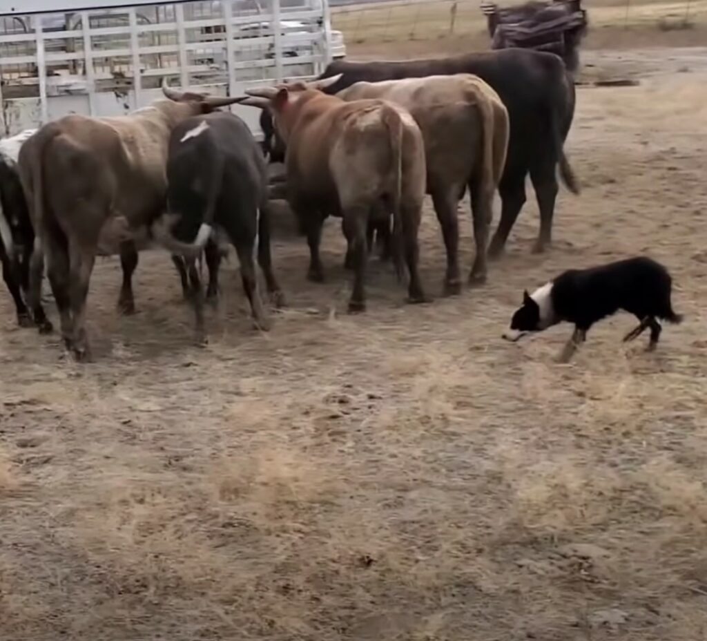 4 Cattle dogs work together to load “bucking bulls” onto trailer and ...