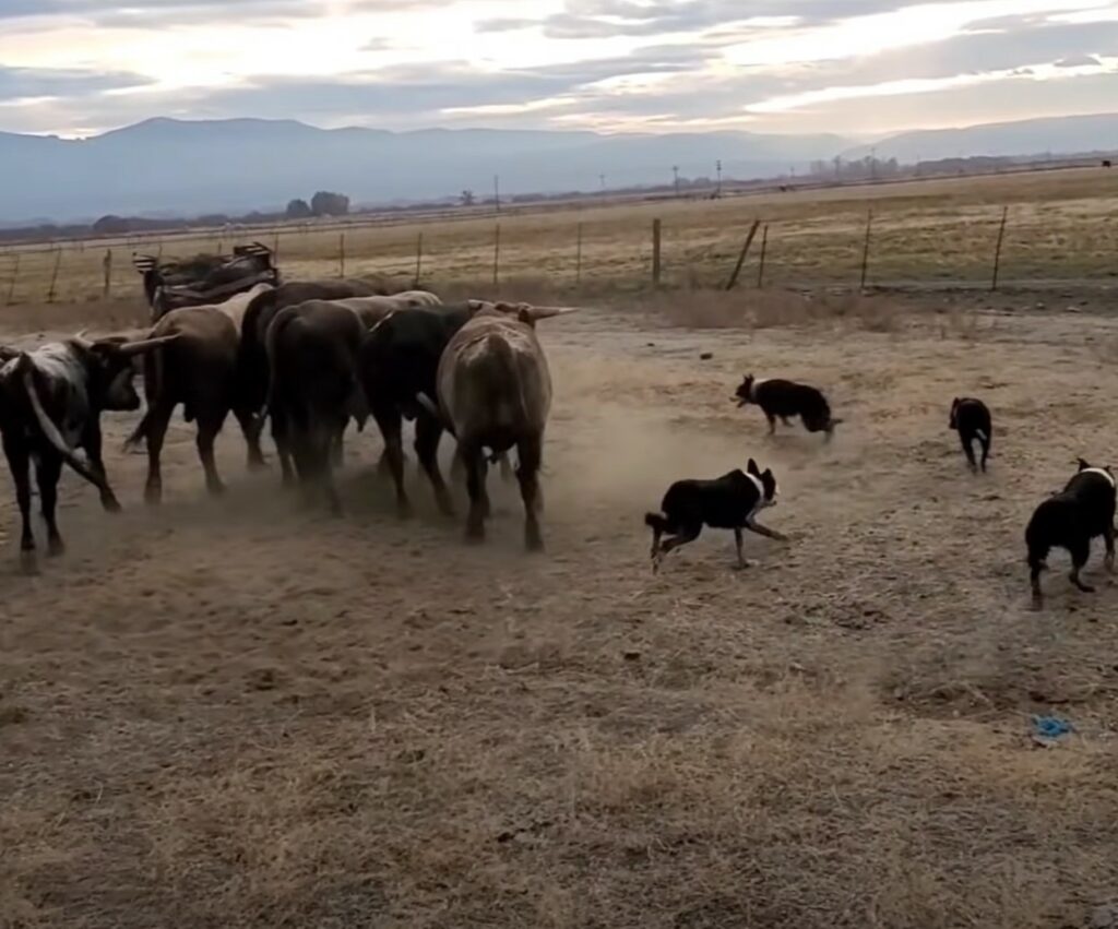 4 Cattle dogs work together to load “bucking bulls” onto trailer and ...