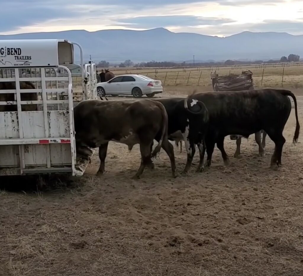 4 Cattle dogs work together to load “bucking bulls” onto trailer and ...