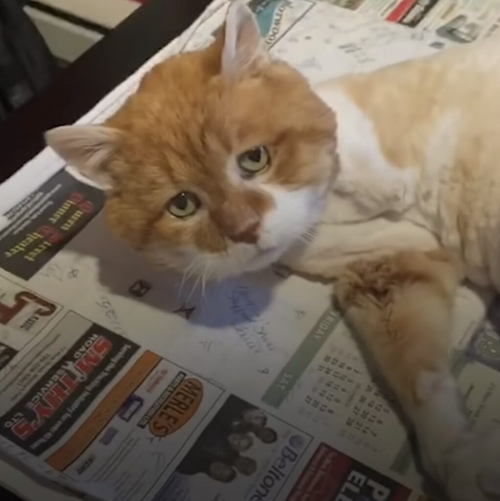 Homeless 3 legged cat walks into man’s kitchen asking to be saved but ...