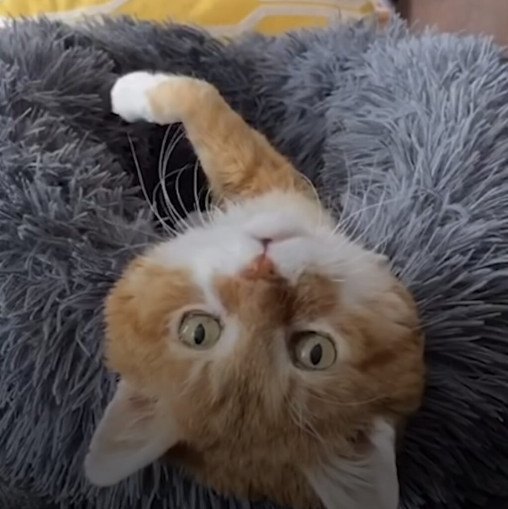 Homeless 3 legged cat walks into man’s kitchen asking to be saved but ...