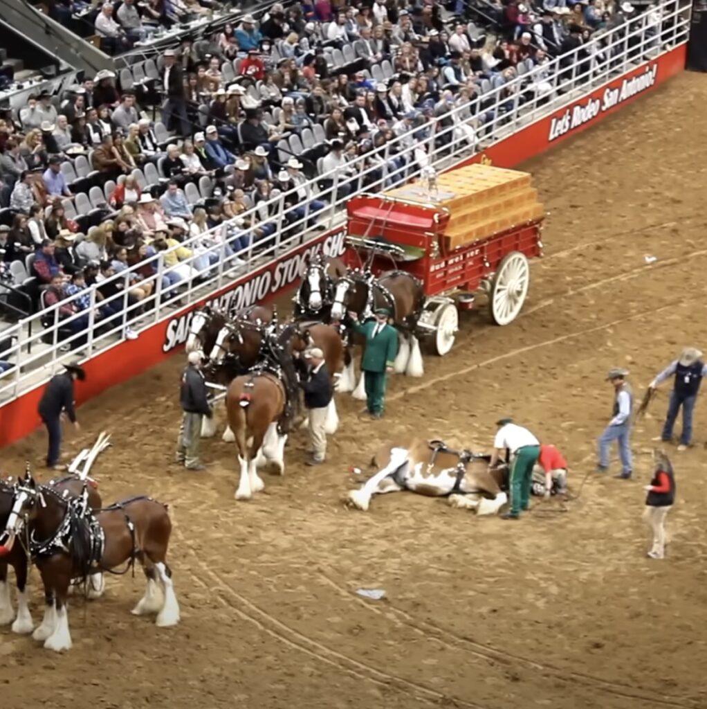 Handlers jump into action when unpredictable “tangle up” occurs among ...