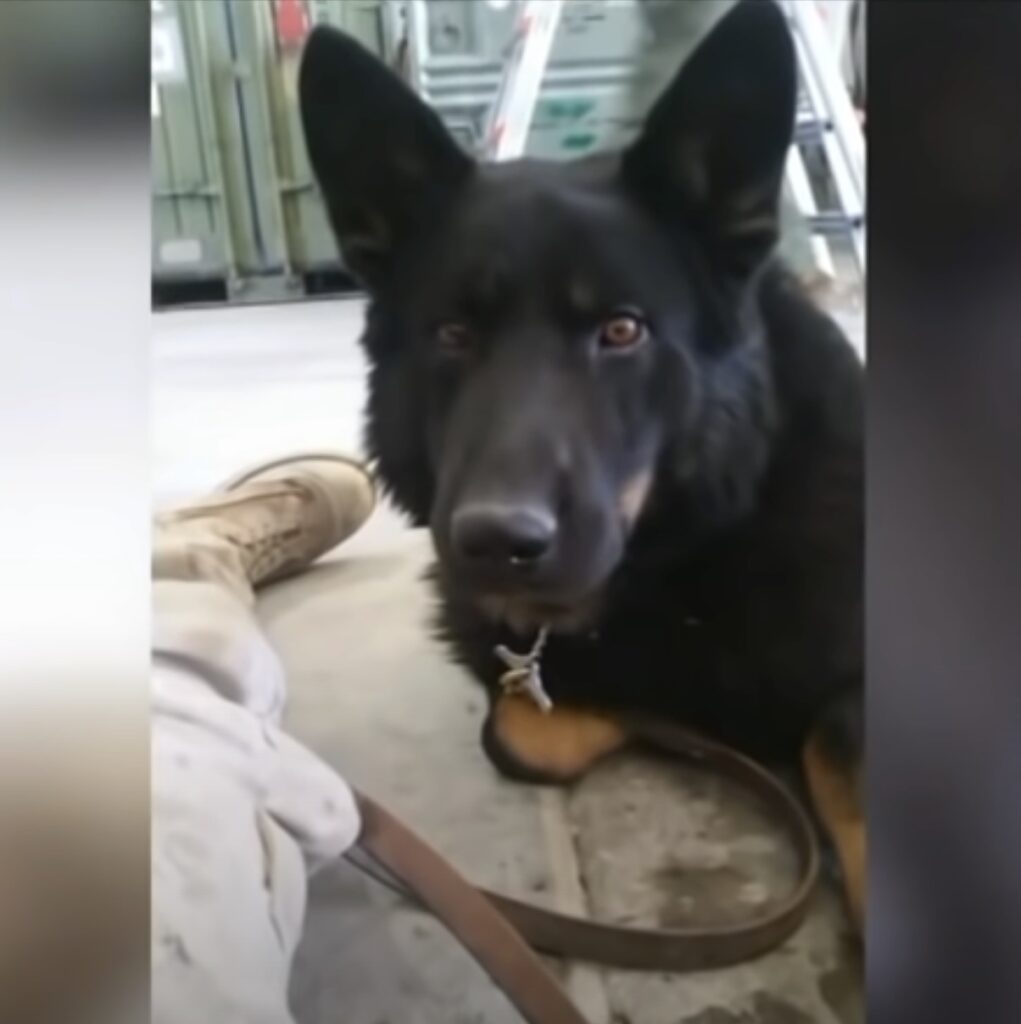 After 3 years apart ex-marine is reunited with K9 he trained and shared ...