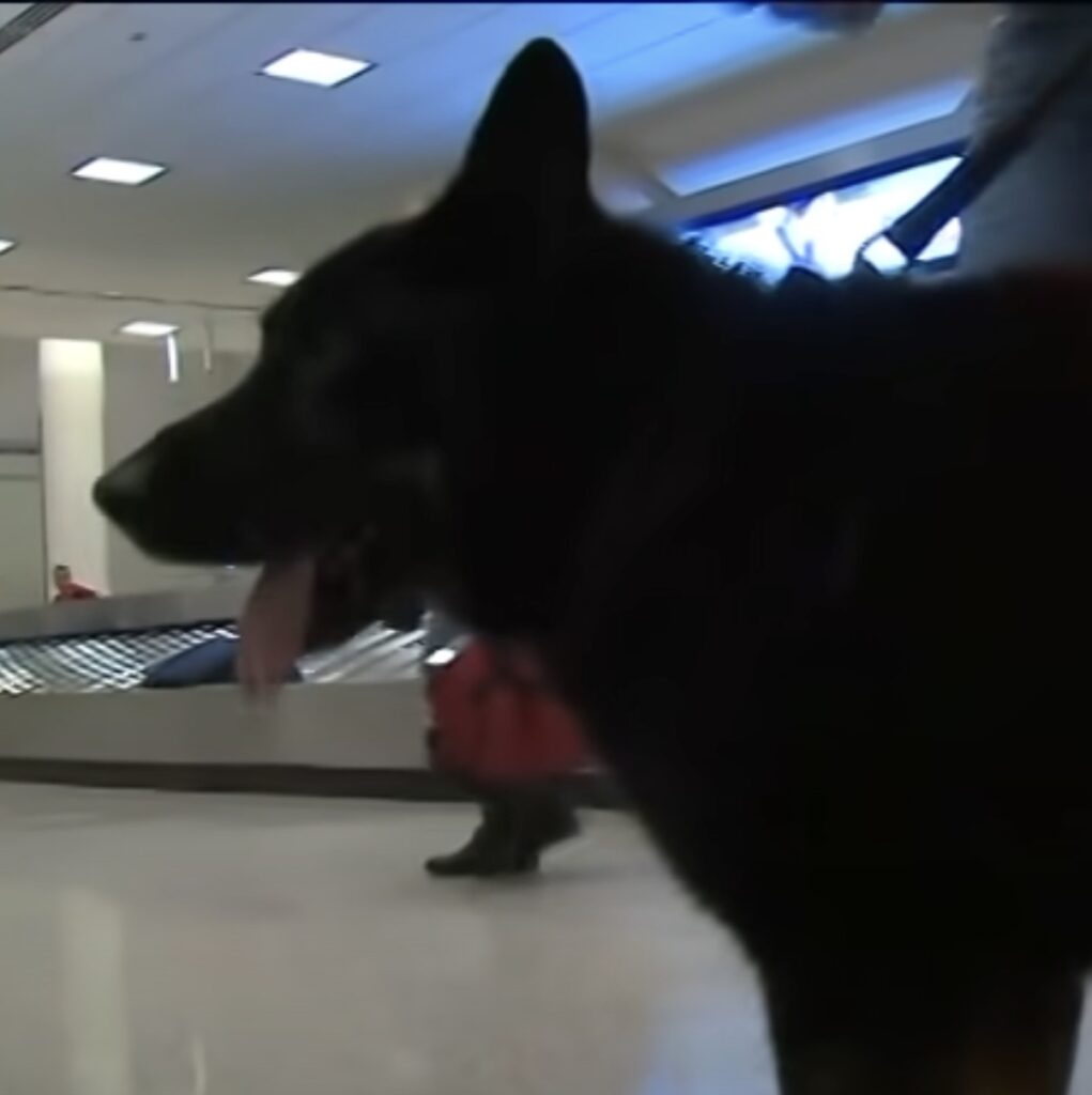 After 3 years apart ex-marine is reunited with K9 he trained and shared ...