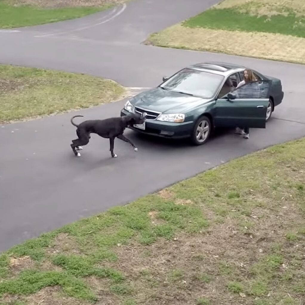 Great Dane blocks owner from entering driveway so he can give her a ...
