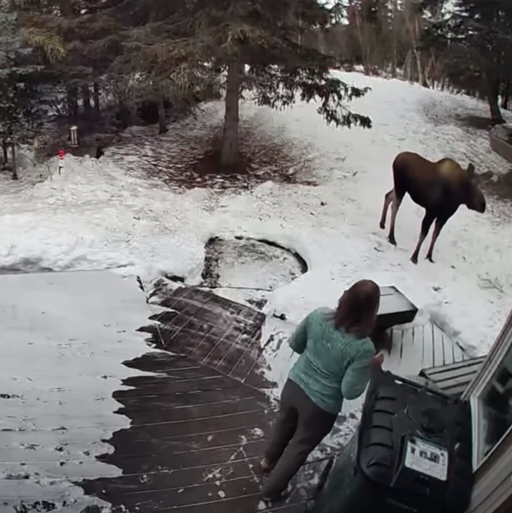 1,000-lb moose chases after tiny yorkie in backyard so owner jumps into ...