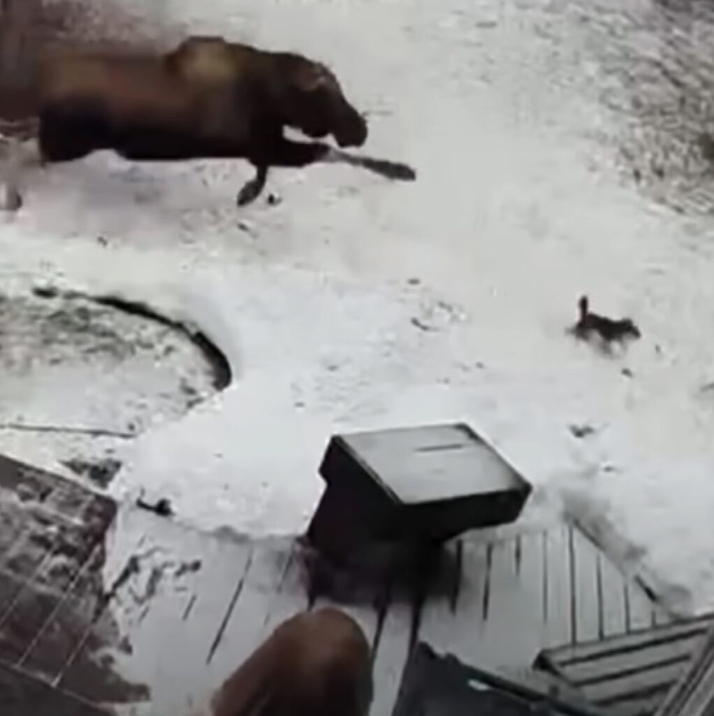 1,000-lb moose chases after tiny yorkie in backyard so owner jumps into ...
