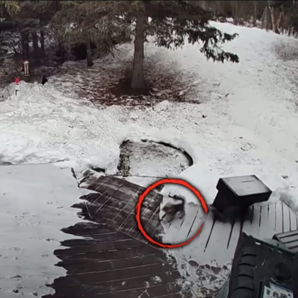 1,000-lb moose chases after tiny yorkie in backyard so owner jumps into ...