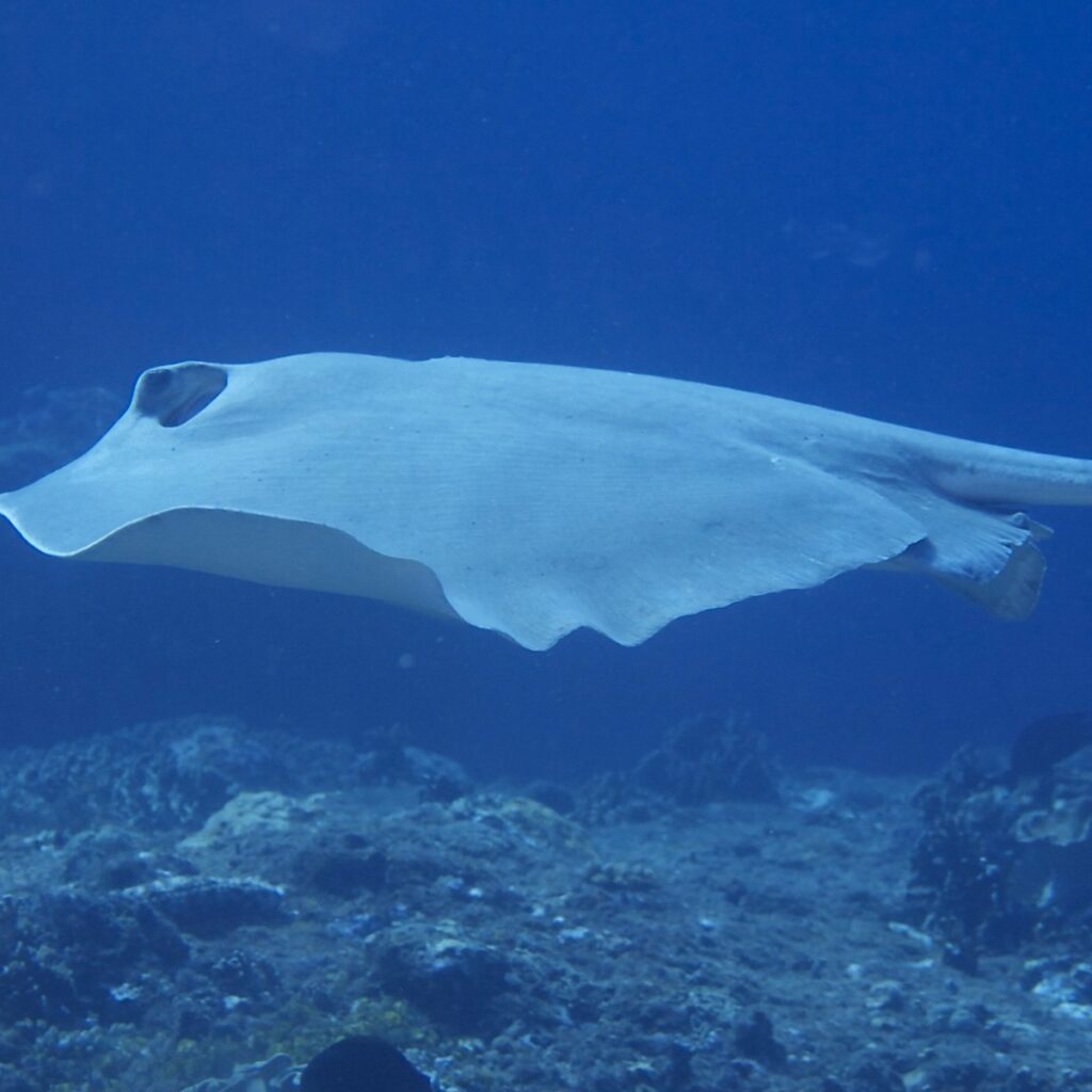 Stingray photobombs baby’s photo and the outcome is hilarious because ...