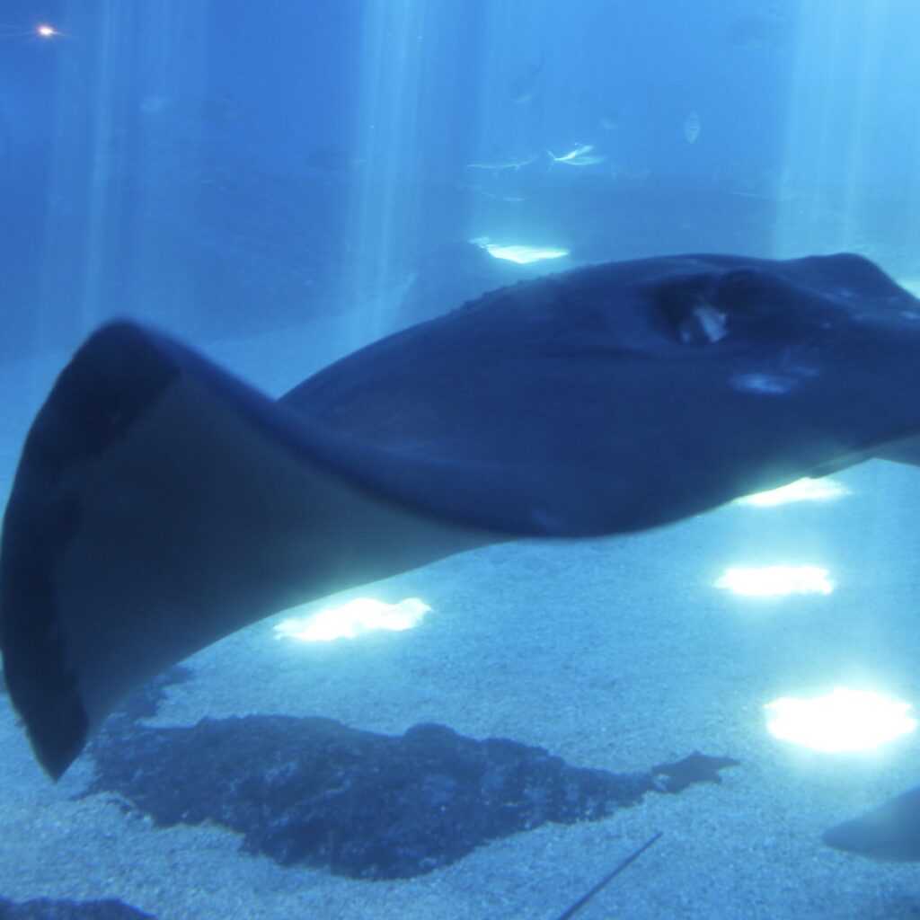 Stingray photobombs baby’s photo and the outcome is hilarious because ...