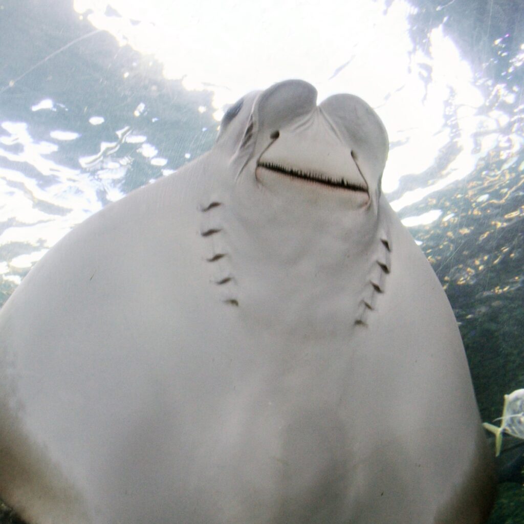 Stingray photobombs baby’s photo and the outcome is hilarious because ...