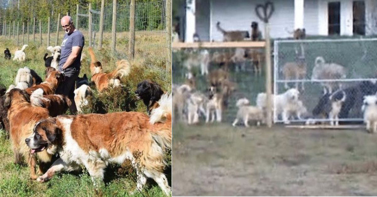 Man rescues 45 rescue dogs. See the emotional moment they realize they ...