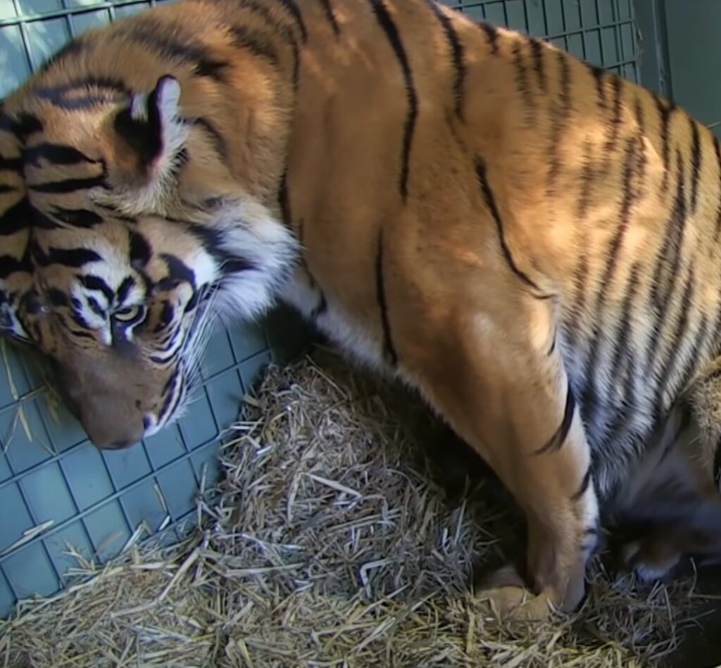 Mama Tiger allows instincts to take over when one of her twin cubs ...