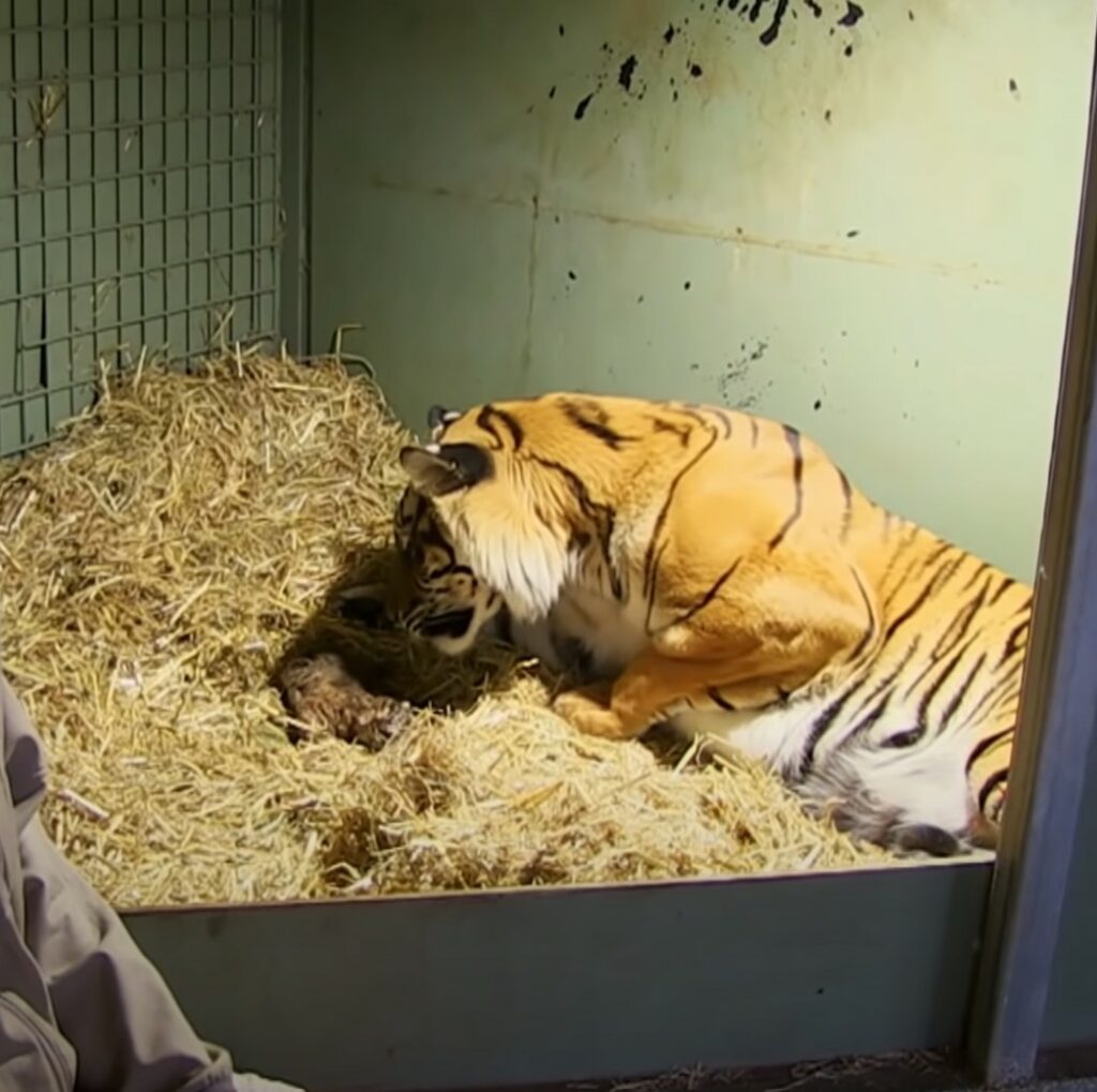 Mama Tiger allows instincts to take over when one of her twin cubs ...