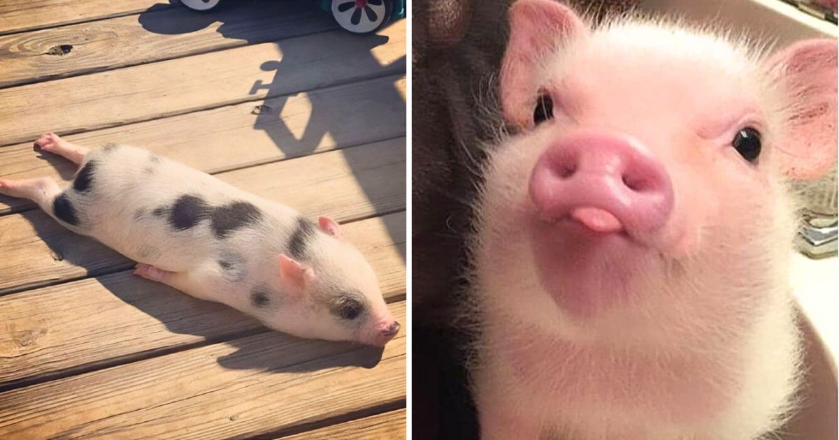 40 Pig Pics So Adorbs Your Heart Just Might Explode With Joy