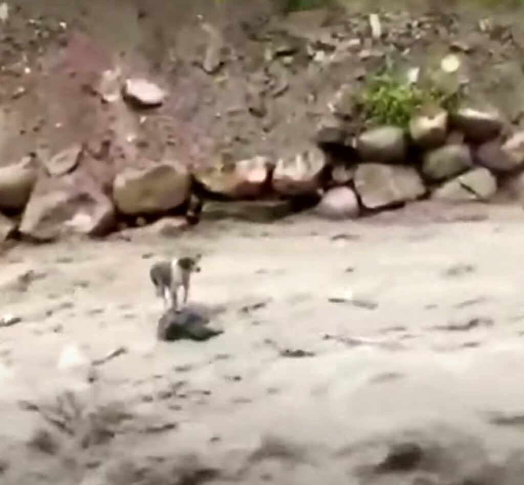 Construction worker climbs into crane bucket and swings out over river ...