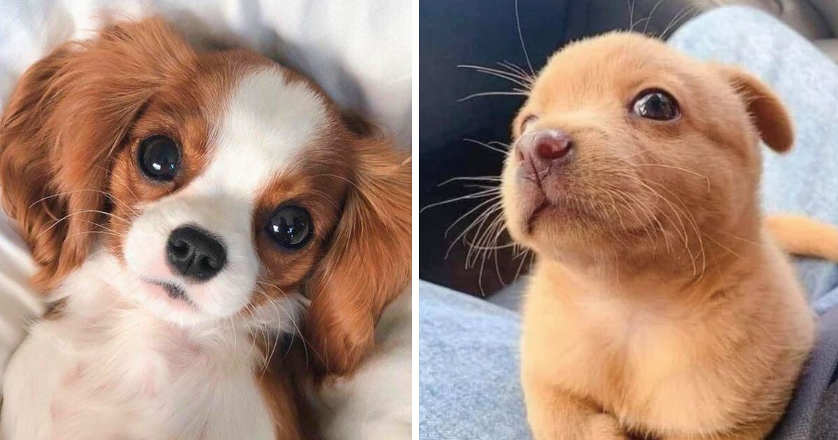 The Definitive List of the 40 Most Adorable Dog Breeds as Puppies