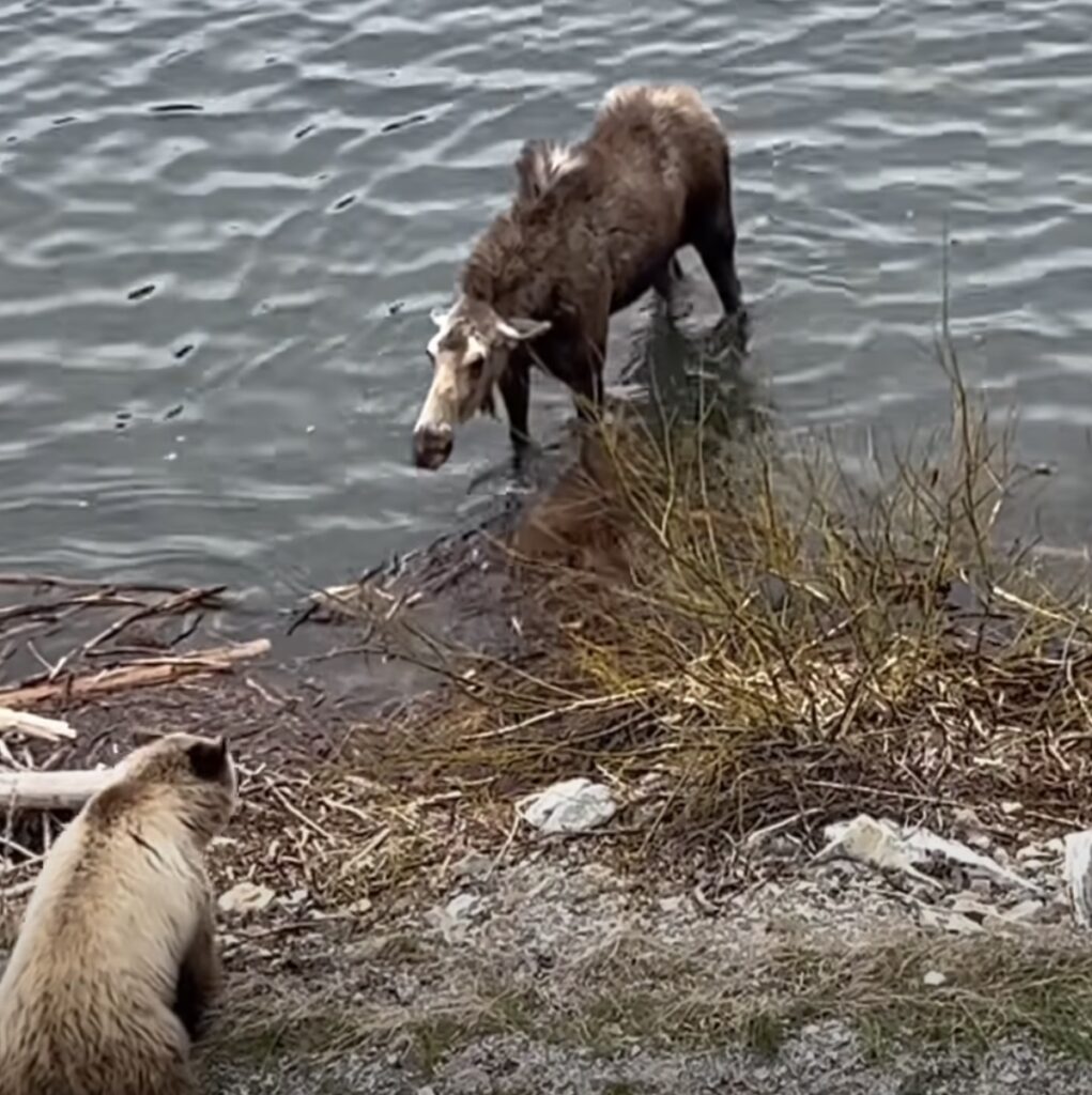 Mama moose notices grizzly eyeing her baby and lets her motherly ...