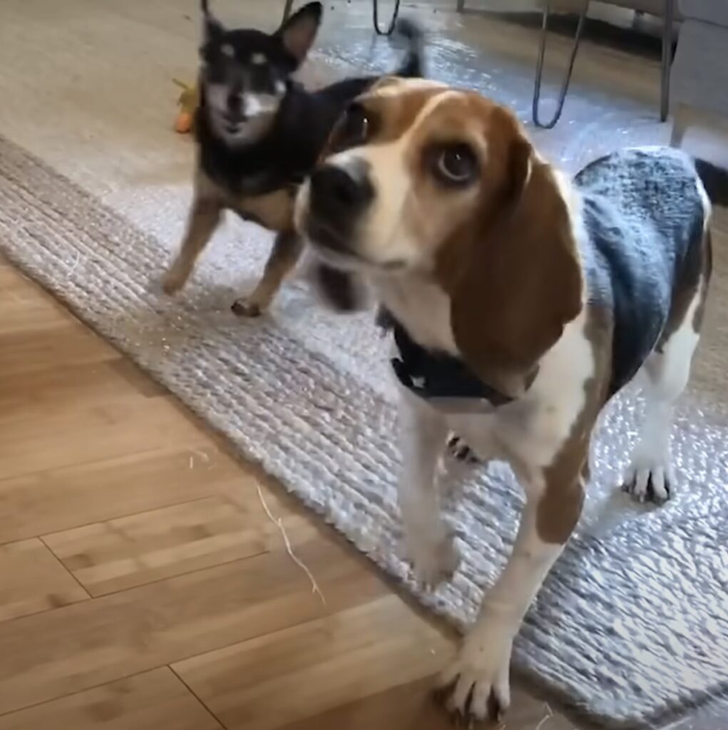 Beagle that spent her entire life caged in a lab undergoing experiments ...