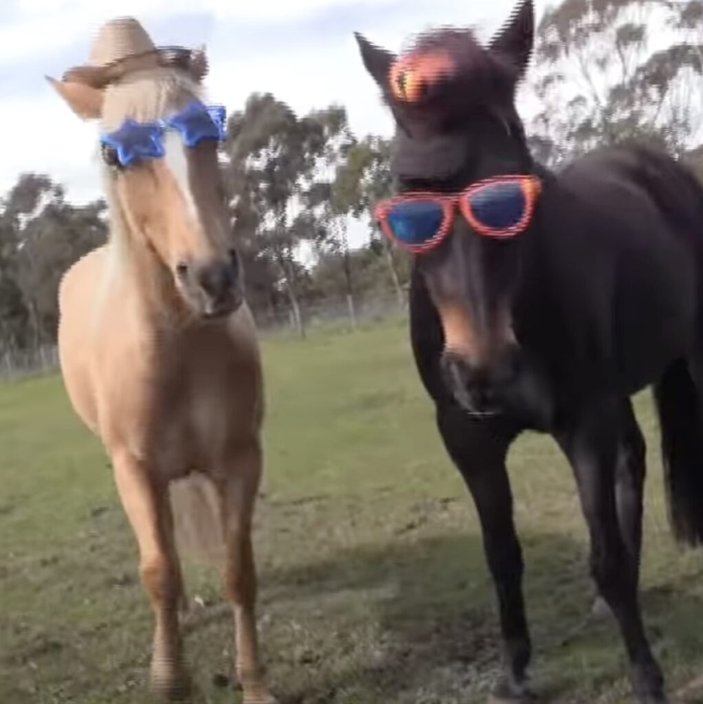 Horse duo raise the bar in dance challenge with their hilarious spin on it