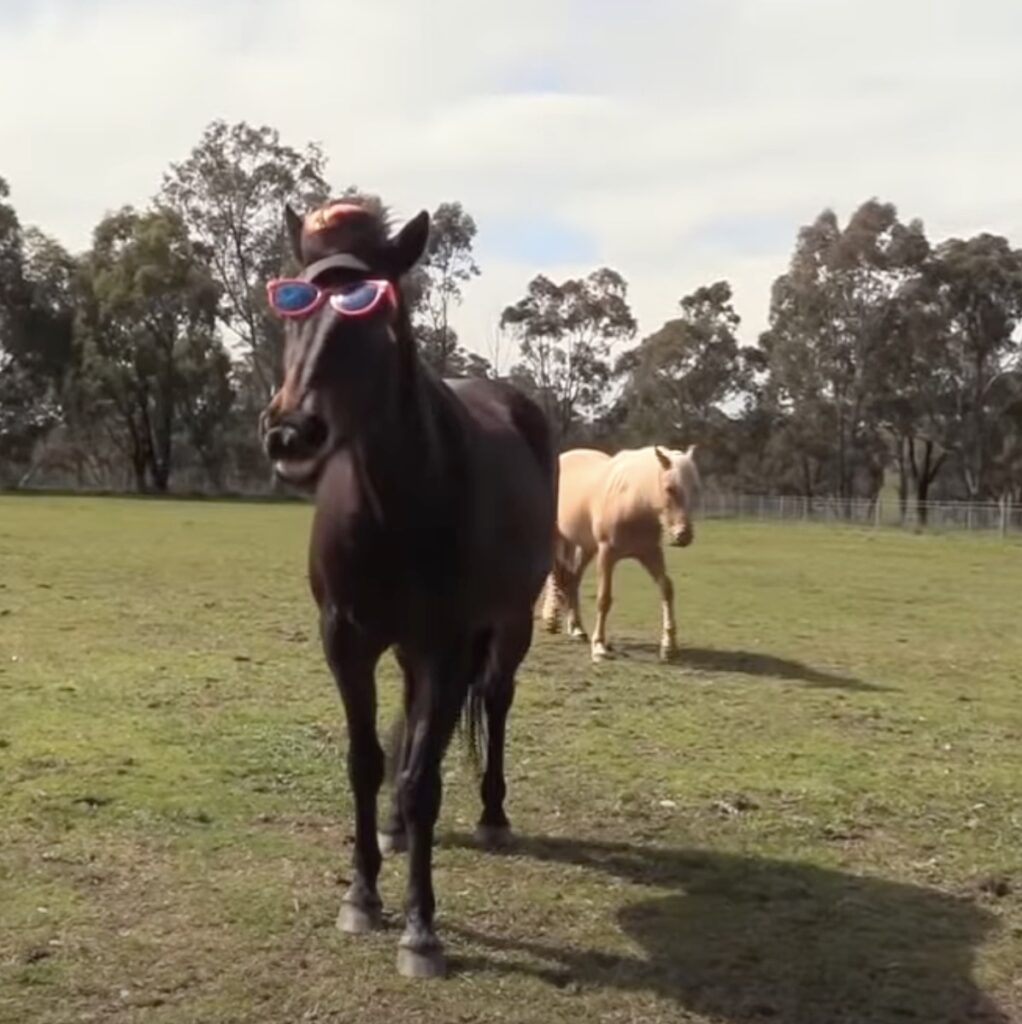 Horse duo raise the bar in dance challenge with their hilarious spin on it