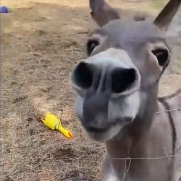 Mom brings donkey an oversized “screaming chicken” and it makes his ...