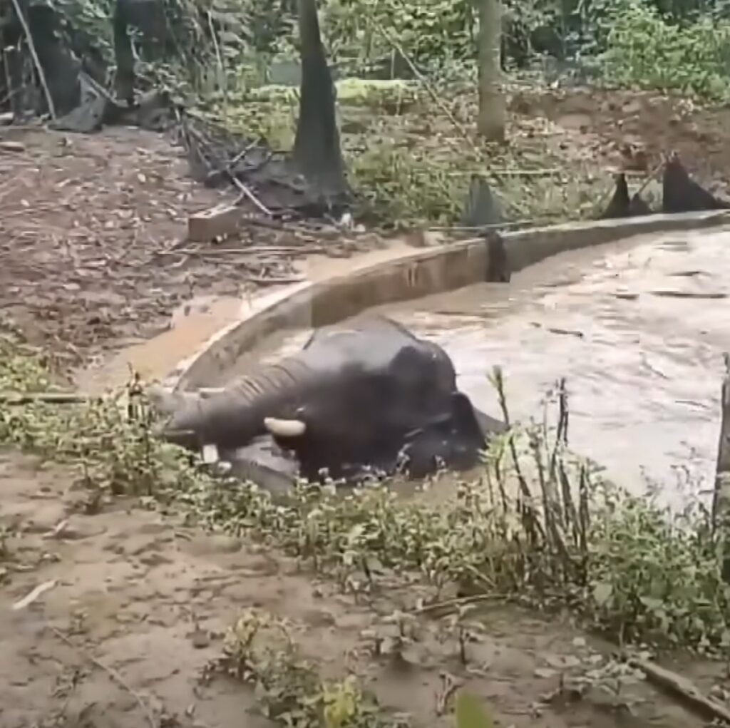 Wild elephant trapped in pond starts sinking so locals pull out hammer ...