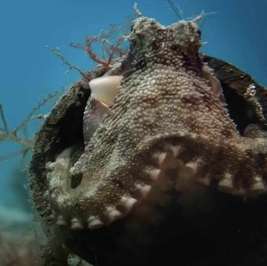 Octopus working as a ‘spy’ saves friend from hungry sharks