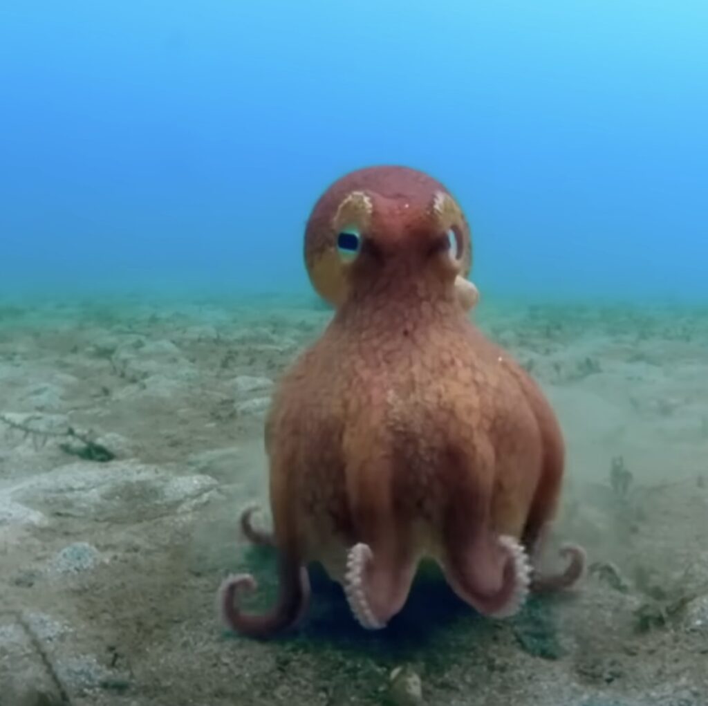 Octopus working as a ‘spy’ saves friend from hungry sharks