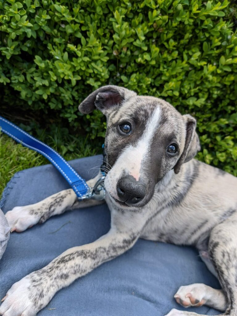 30 Calm Dog Breeds with the Most Easygoing Personalities