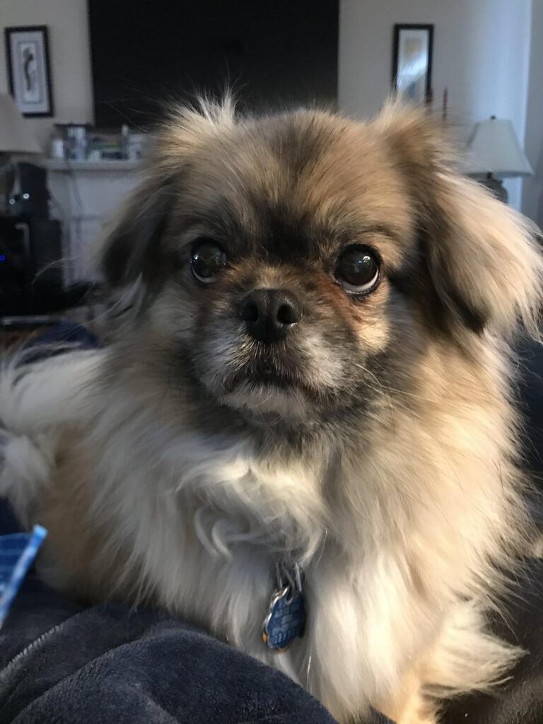 30 Calm Dog Breeds with the Most Easygoing Personalities