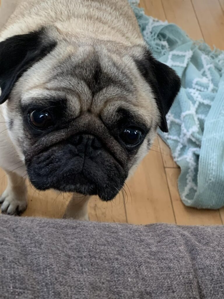 30 Calm Dog Breeds with the Most Easygoing Personalities