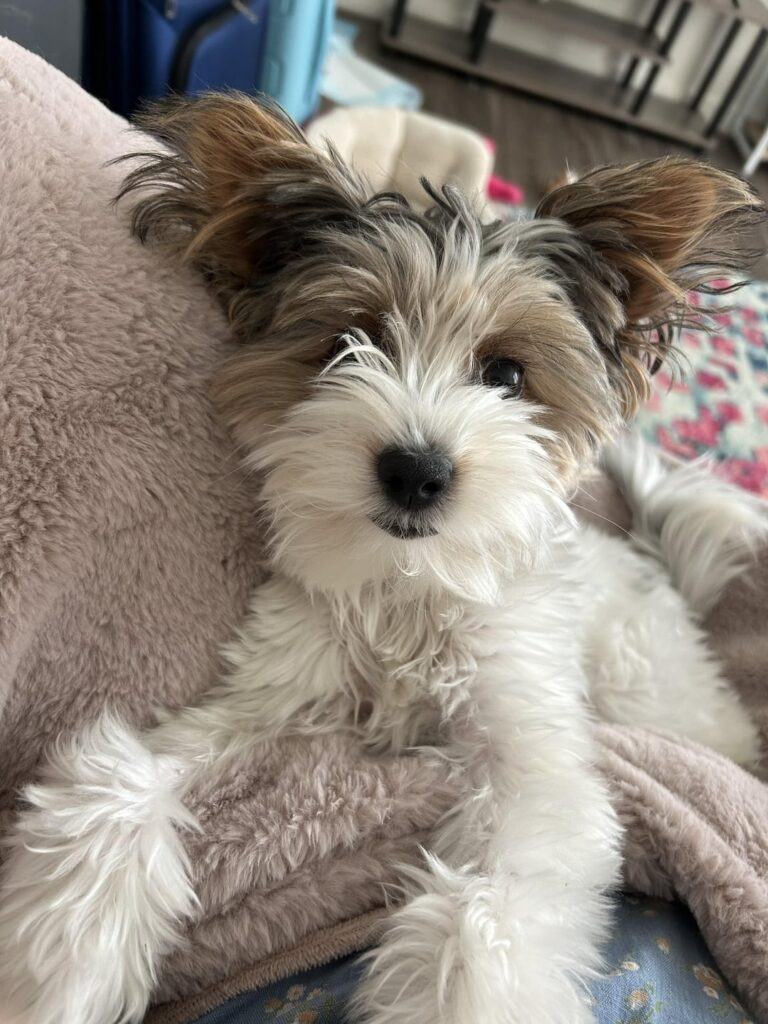 30 Calm Dog Breeds with the Most Easygoing Personalities