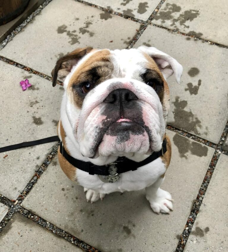 30 Calm Dog Breeds with the Most Easygoing Personalities