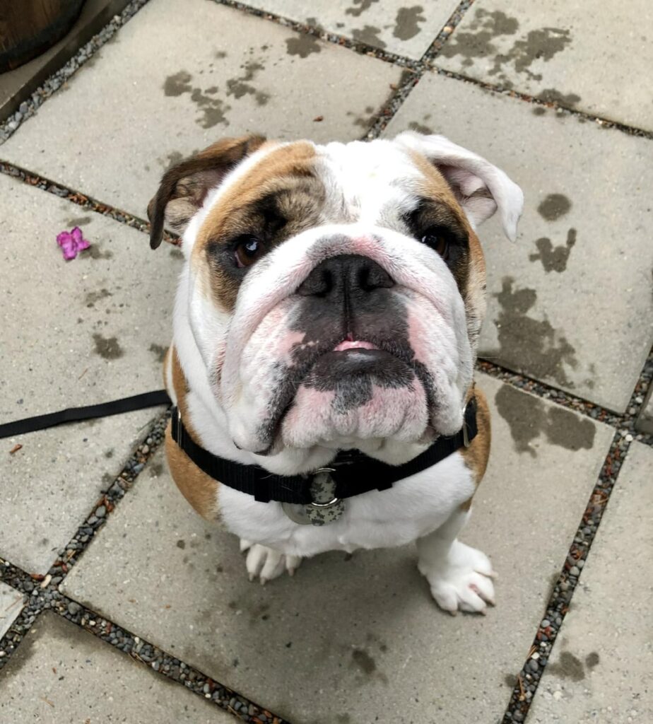 30 Calm Dog Breeds with the Most Easygoing Personalities