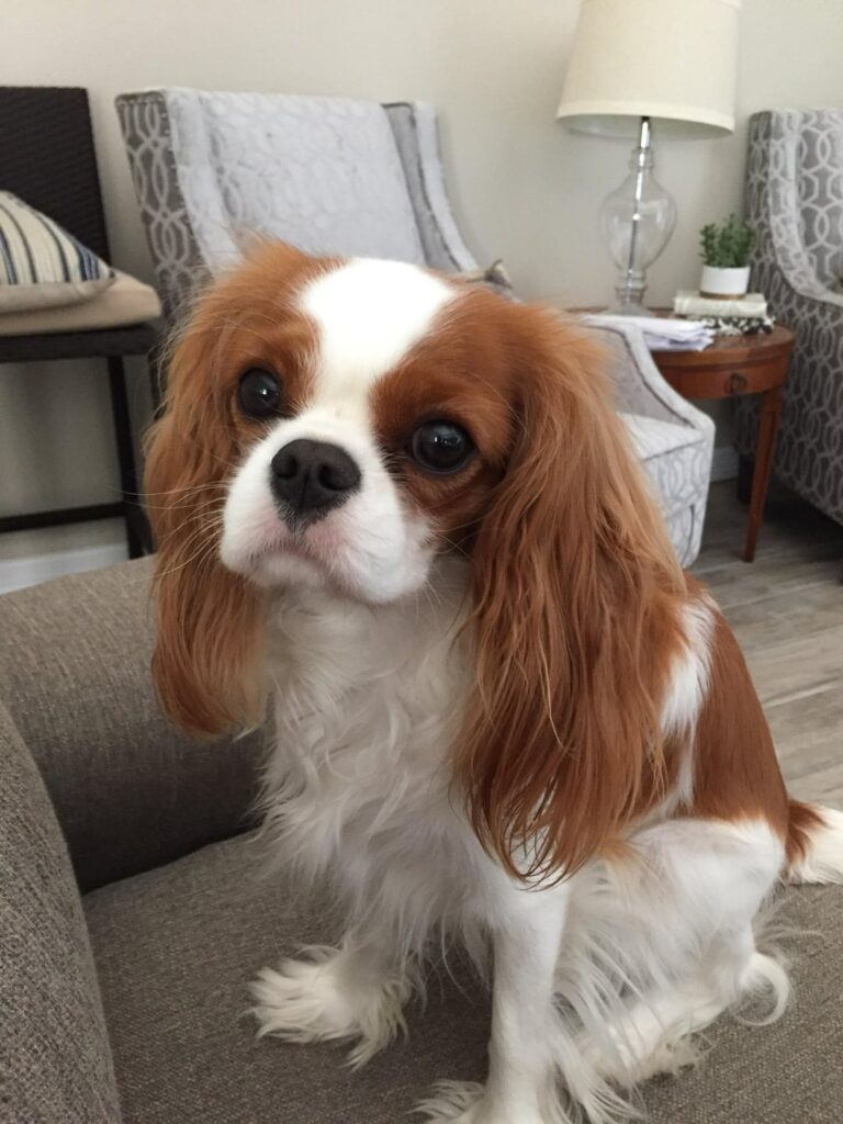 30 Calm Dog Breeds with the Most Easygoing Personalities