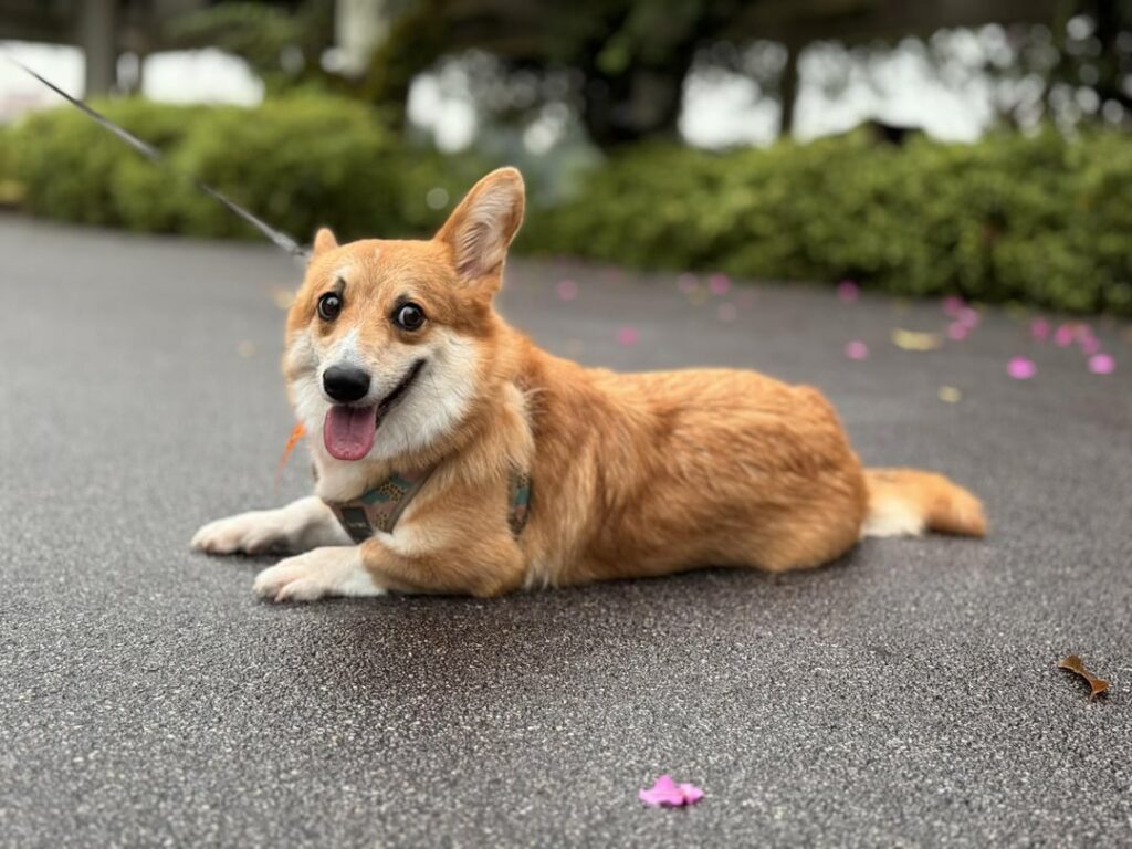 30 Calm Dog Breeds with the Most Easygoing Personalities