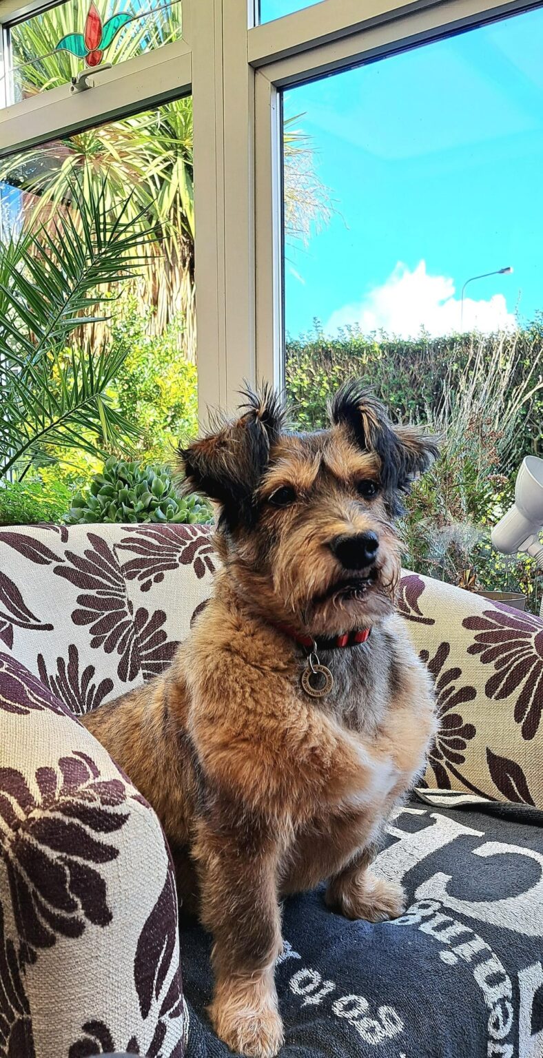 30 Calm Dog Breeds with the Most Easygoing Personalities