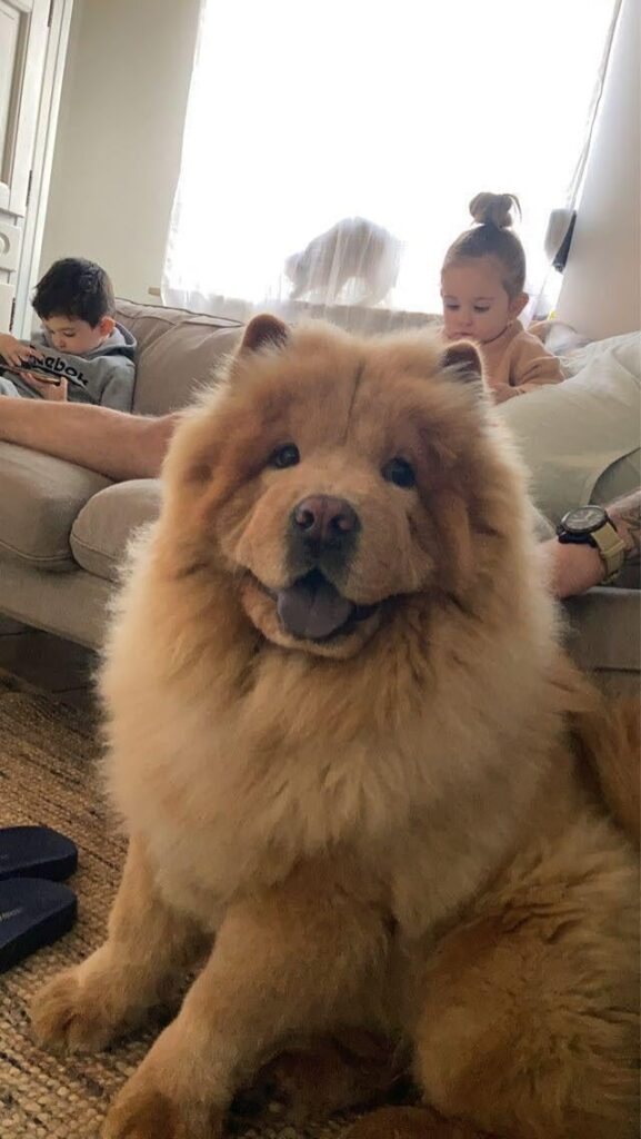 30 Calm Dog Breeds with the Most Easygoing Personalities