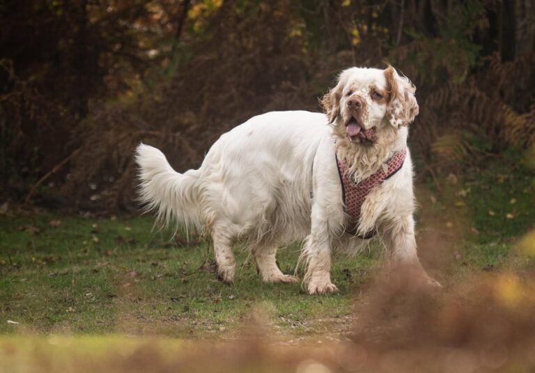 30 Calm Dog Breeds with the Most Easygoing Personalities