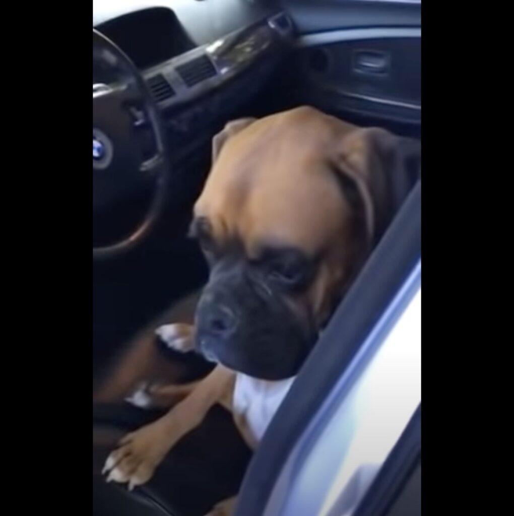 Boxer dishes out “resting-pout face” to mom to teach her a lesson
