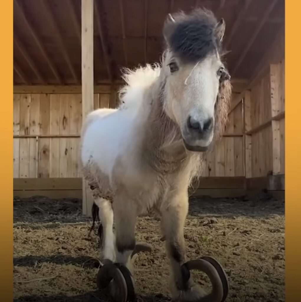 Pony with overgrown hooves finally gets the chance to walk normally ...