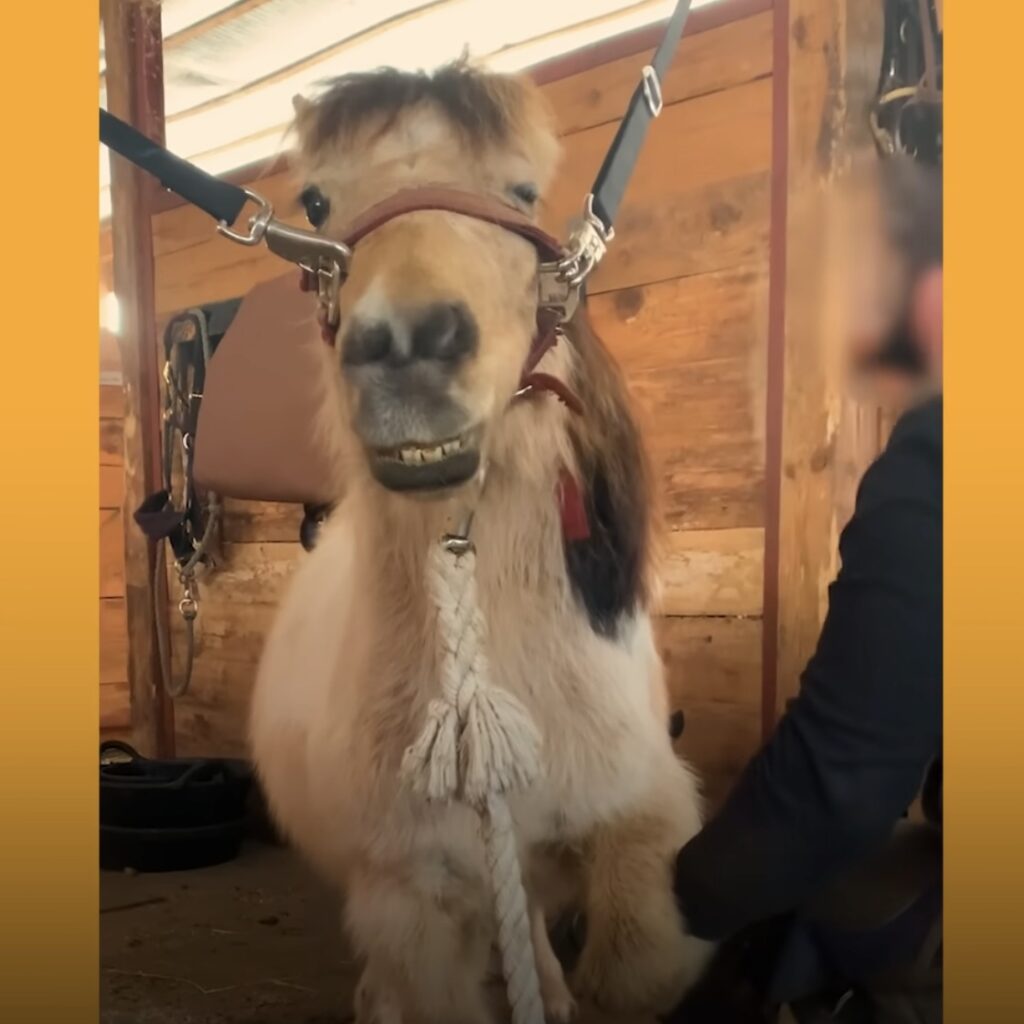 Pony with overgrown hooves finally gets the chance to walk normally ...