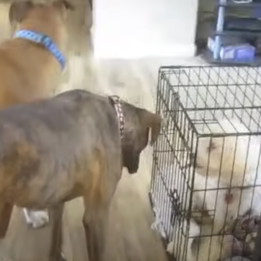 Boxer siblings scan the perimeter before busting out their tiny little ...