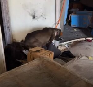 Woman runs into ‘decrepit’ house to try to save freezing pittie mama ...