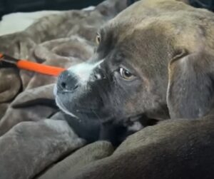 Woman runs into ‘decrepit’ house to try to save freezing pittie mama ...