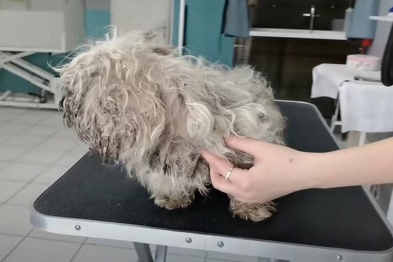 Rescue dog is severely matted until groomer takes action and uncovers ...